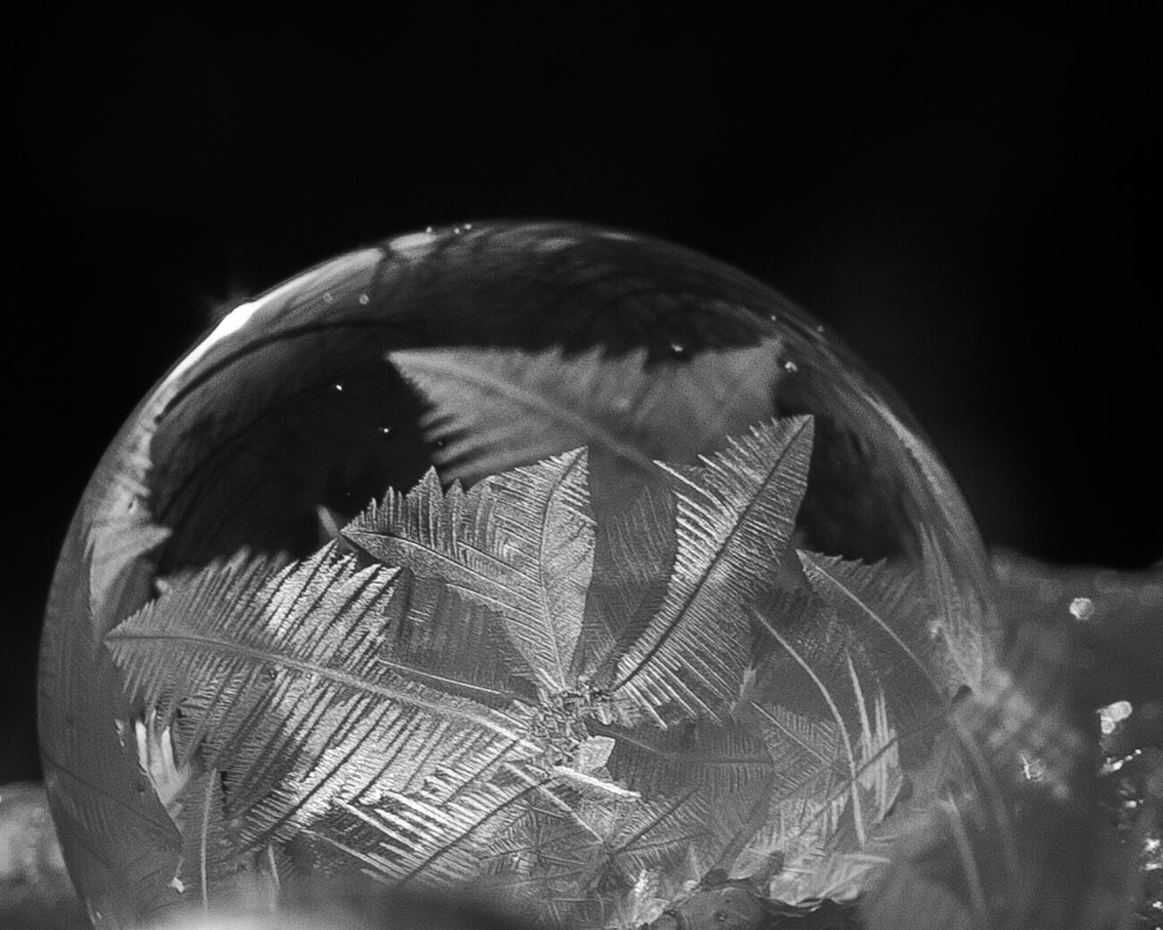 Ice, desert, beetle and their connection - Blogionik