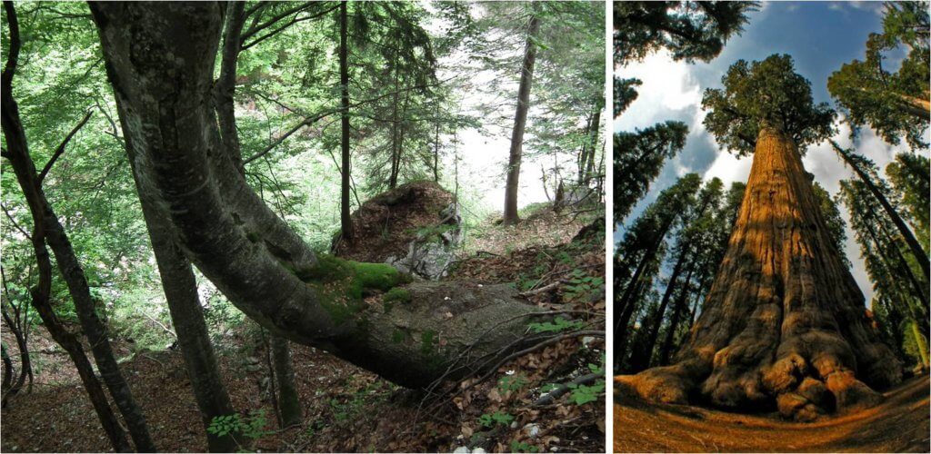 How environmental factors influence material properties in wood - Blogionik
