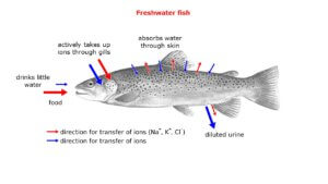 Salt regulation in freshwater and seawater fishes - Blogionik